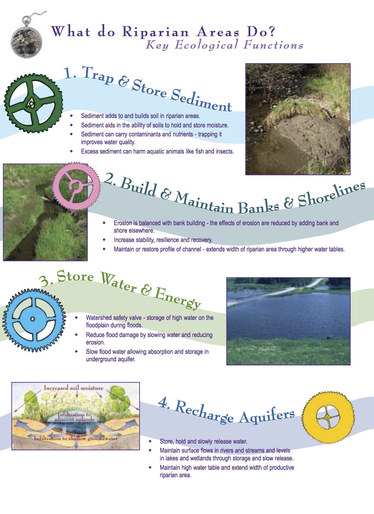 Ecology and Function - Cows and Fish