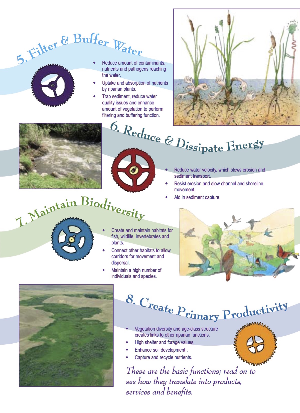 Ecology Function Image | Cows and Fish