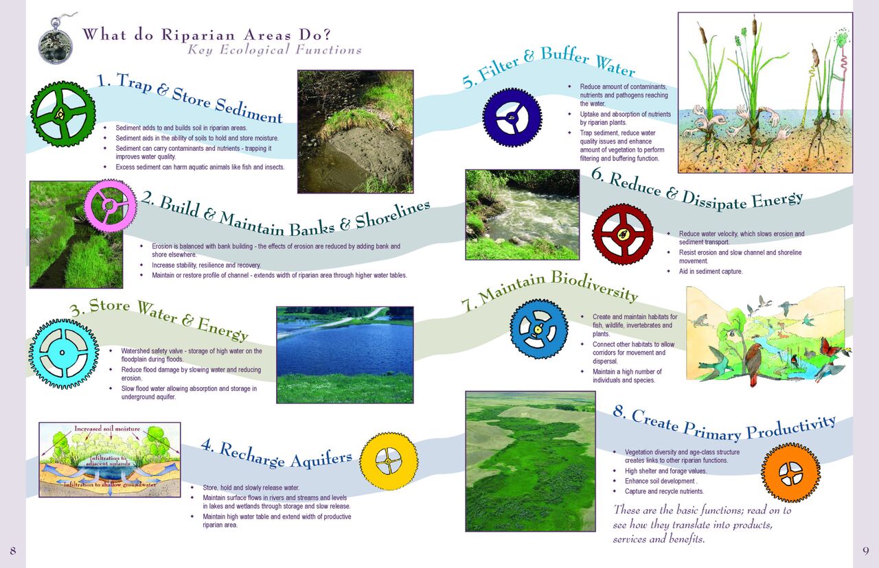 About Us | Cows & Fish