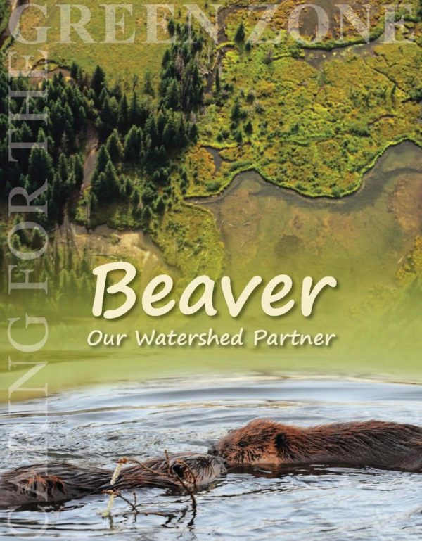 Beaver our Watershed Partner | Cows and Fish