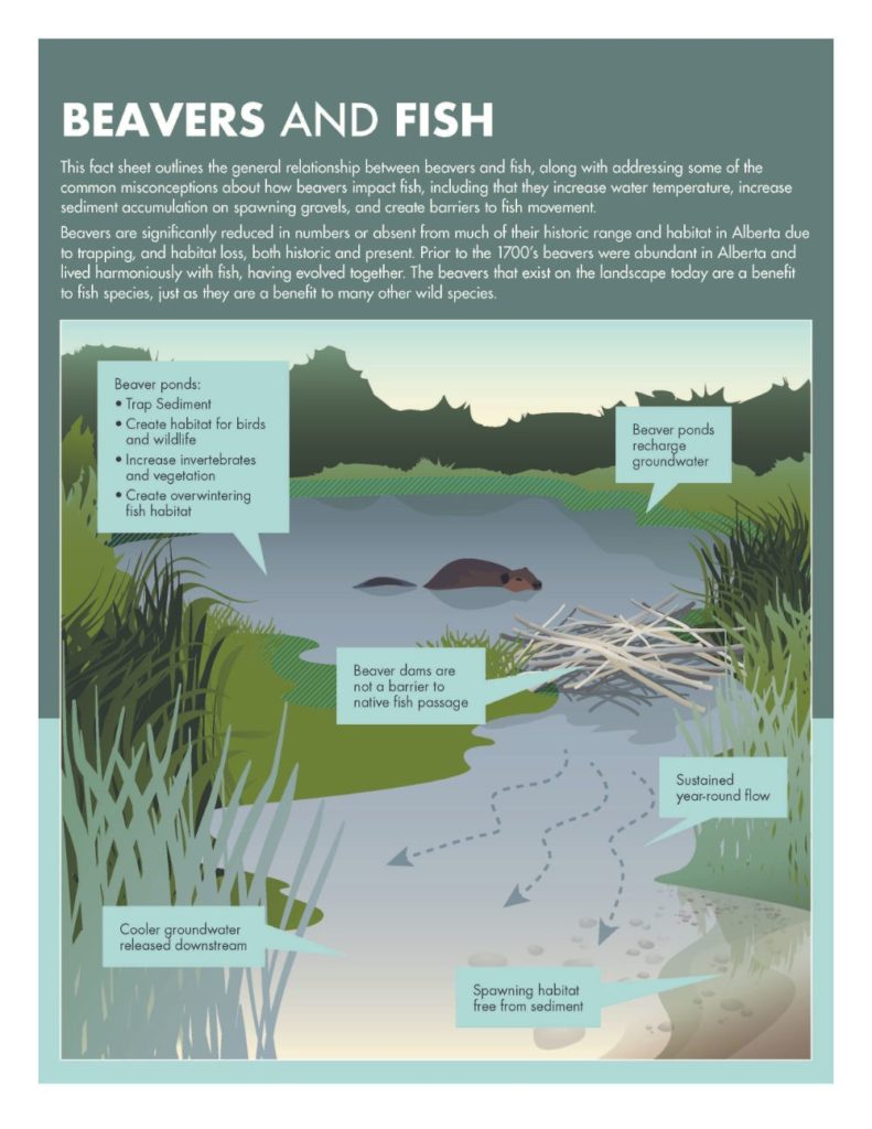 Beavers and Fish Fact Sheet | Cows and Fish