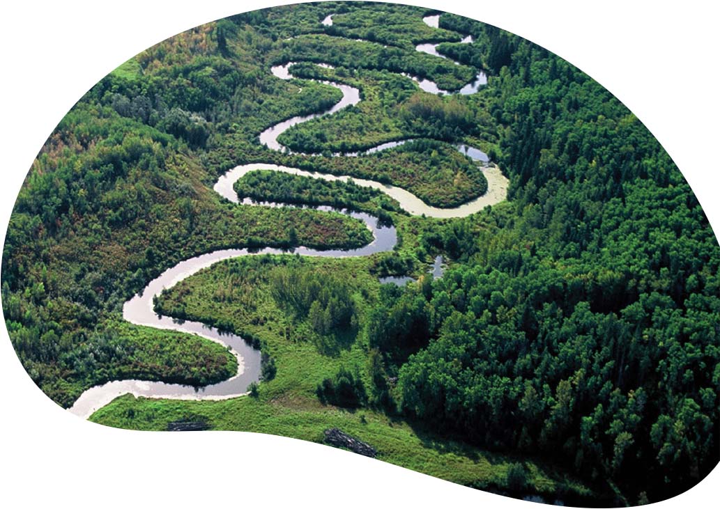 Cows and Fish in the Media | Cows and Fish