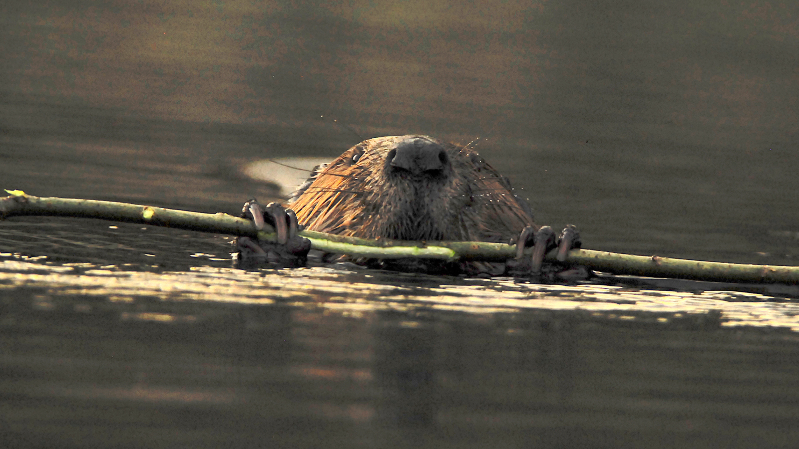 Beaver our Watershed Partner | Cows and Fish