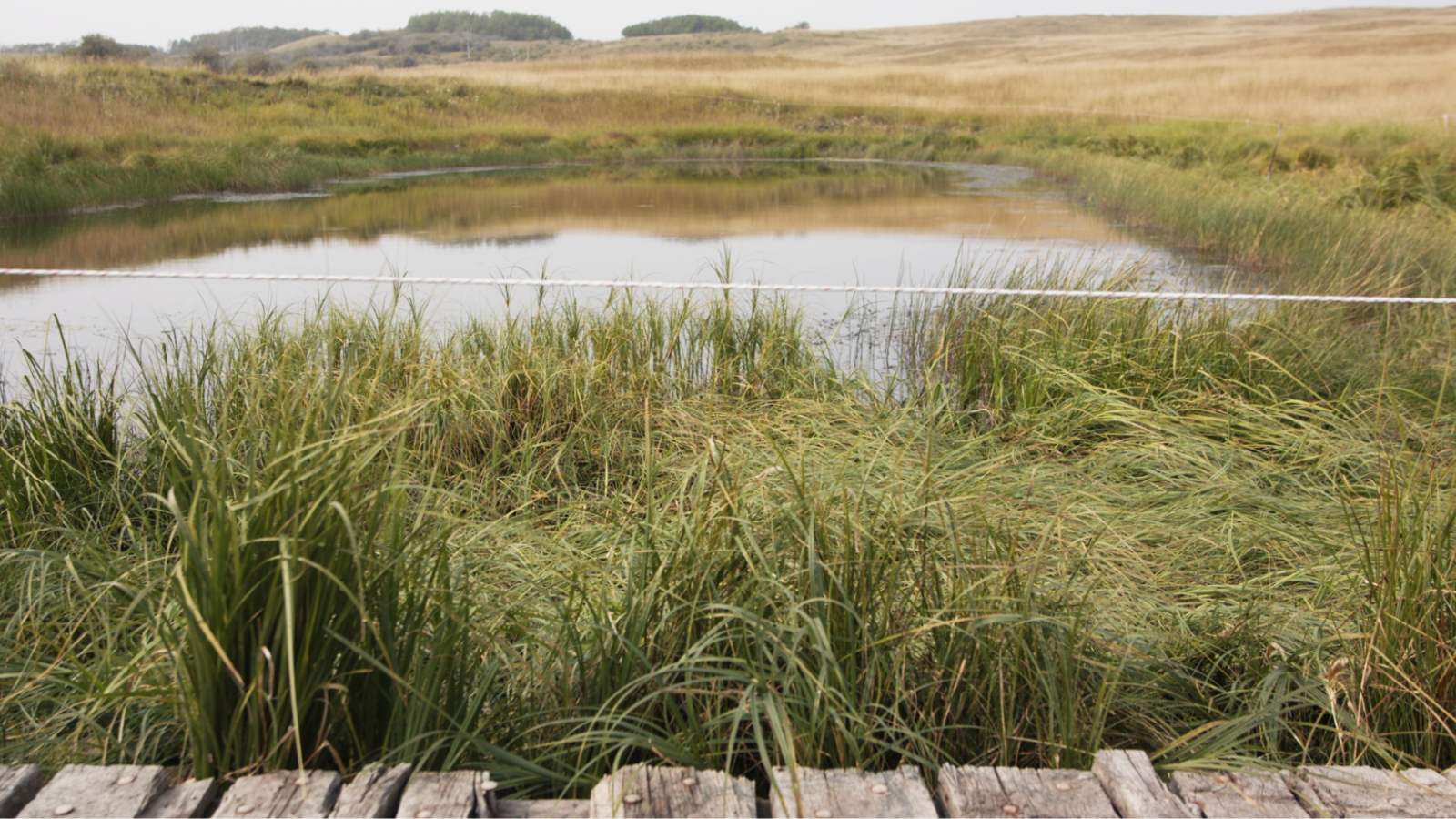 The Cows and Fish Follow-Up Project | Cows and Fish