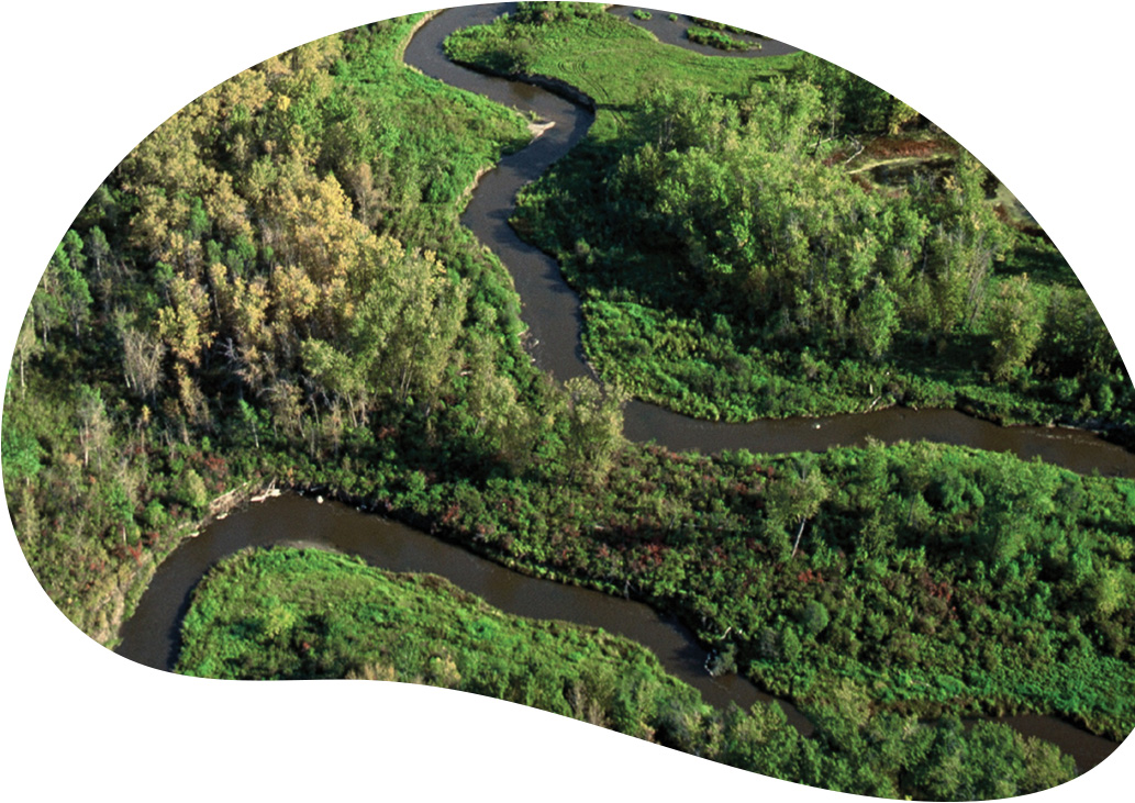 About Us | Cows and Fish